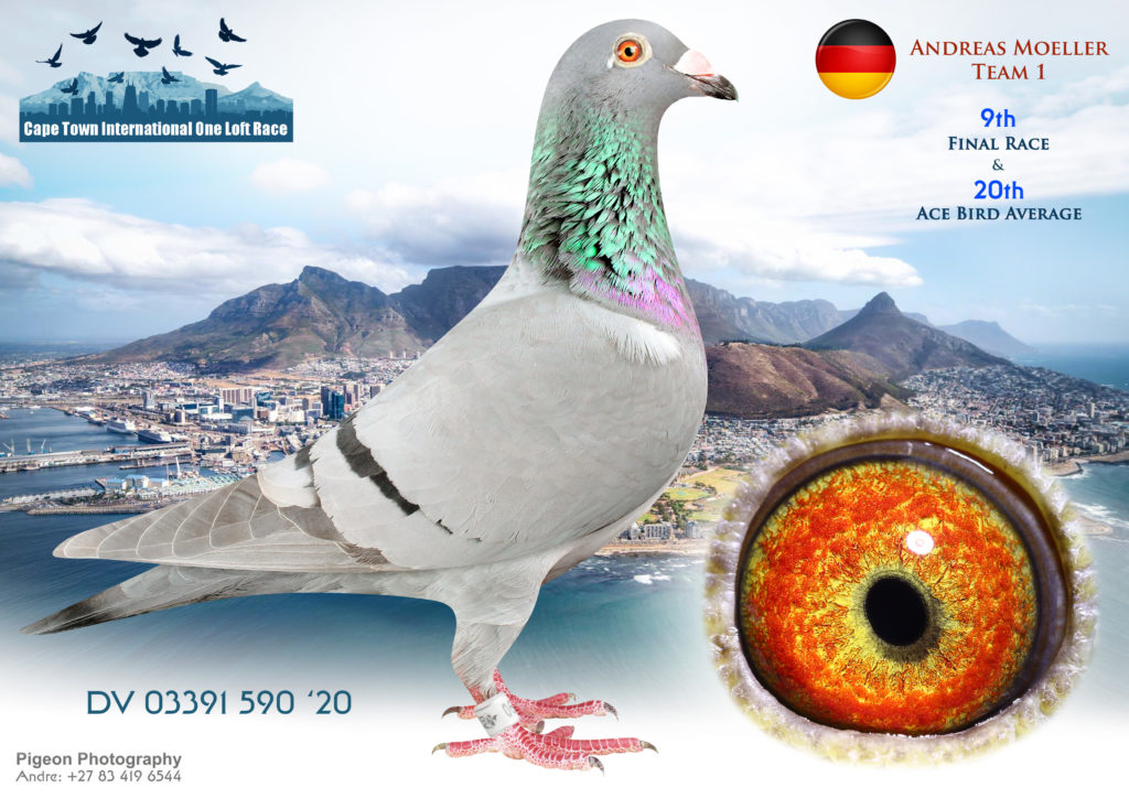 .LOT 9 – CTIOL – DV 03391 20 590 – ANDREAS MOELLER – GERMANY – BB COCK ...
