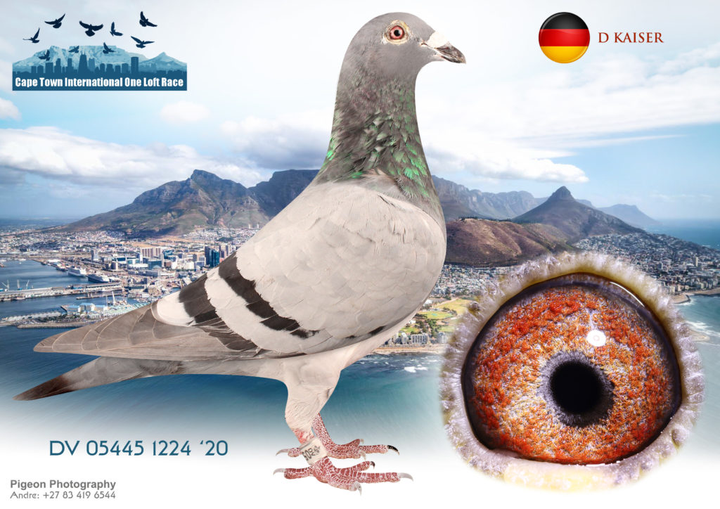 .LOT 2 TOP PIGEON END AUGUST- DV 05445 1224 – D KAISER- BB COCK ...