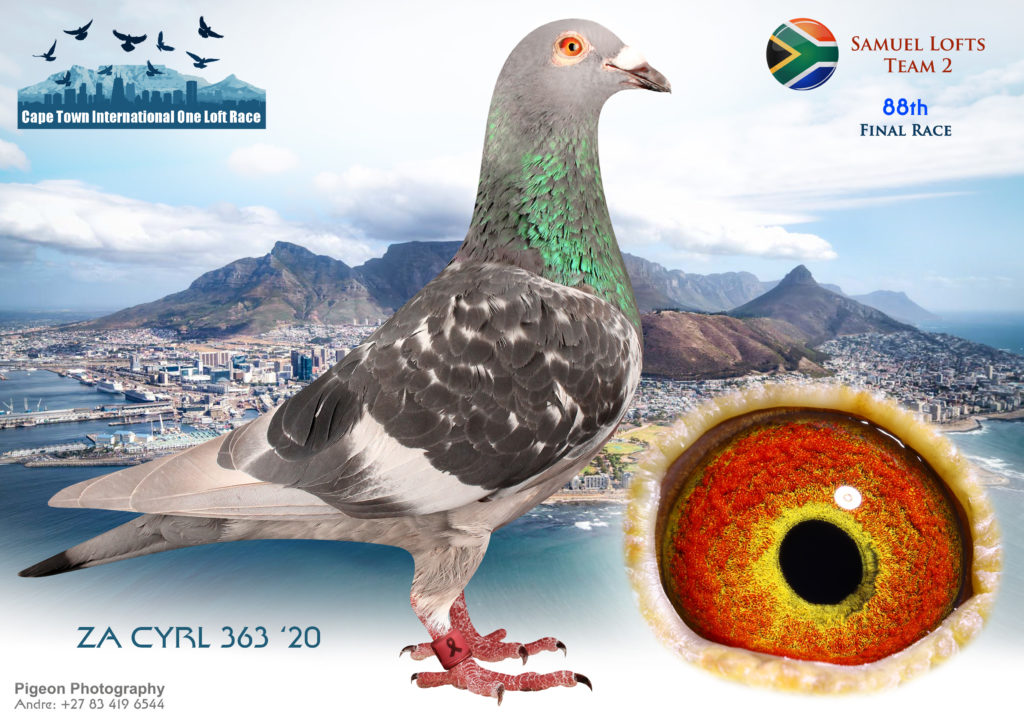 .LOT 88 – CTIOL – Samuel Lofts Team 2 – South Africa – ZA-CYRL-20-363 – DCH COCK – 88TH FINAL ...