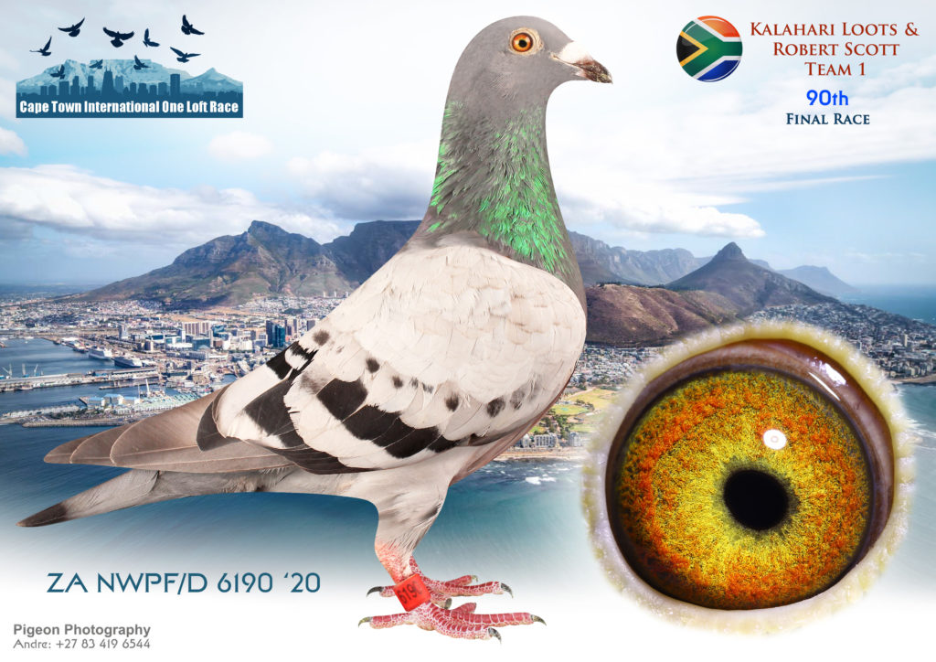 CLOSED C17 ACTIVE AUCTION – CAPE TOWN INTERNATIONAL ONE LOFT AUCTION 5 ...