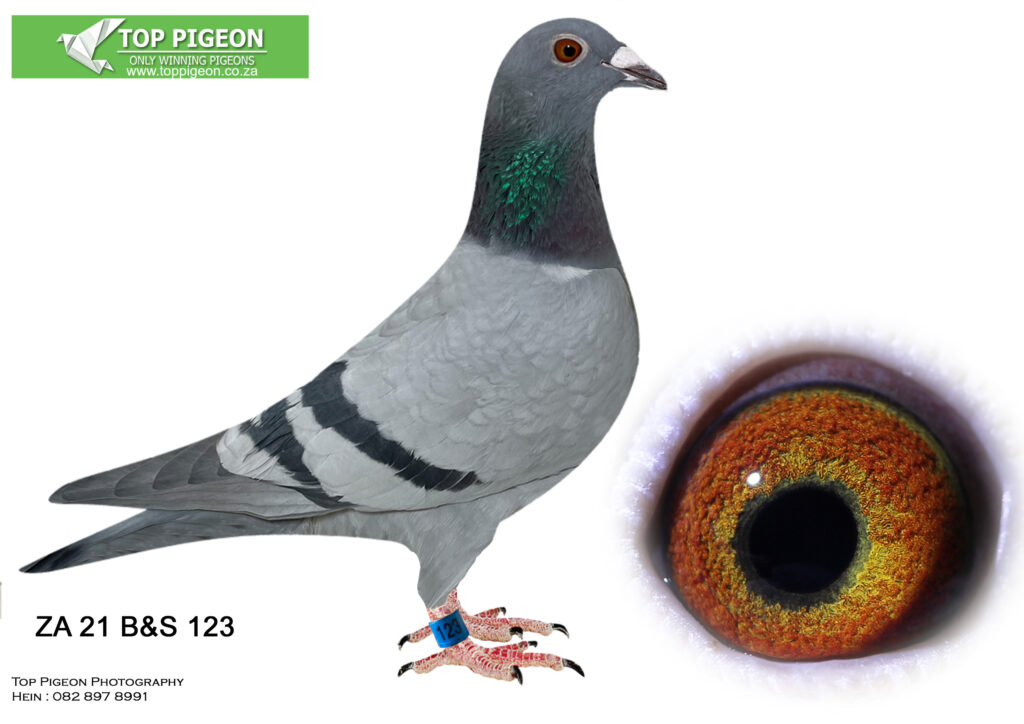 .Lot 5 TOPPIGEON Early August 21 BS 123 HEN – Two of our super ONE LOFT ...