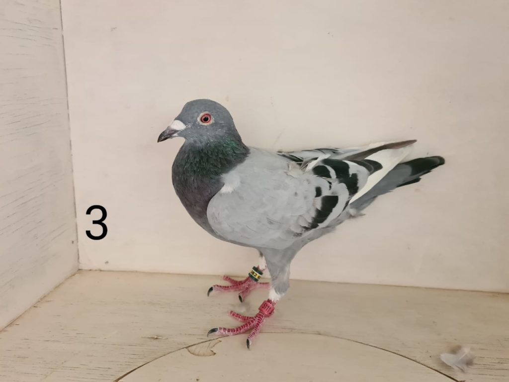 CLOSED 19 ACTIVE AUCTION – CARNIVAL LOFTS AUCTION 2 – from 1 APRIL 2021 to 9 APRIL 2021 (20:00)