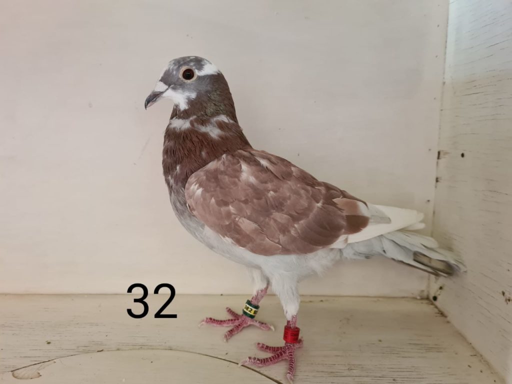 LOT 32 – CARNIVAL LOFTS – RC PIED 2123 SNWF 20 – . R / C Pied 2123 SNWF ...