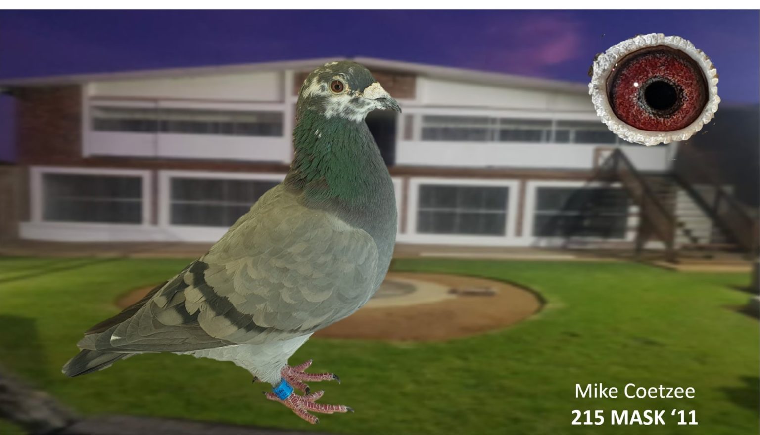 .LOT 5 – MIKE COETZEE – 215 MASK 11 BB HEN – FAMOUS “KING DAVID” ON ...