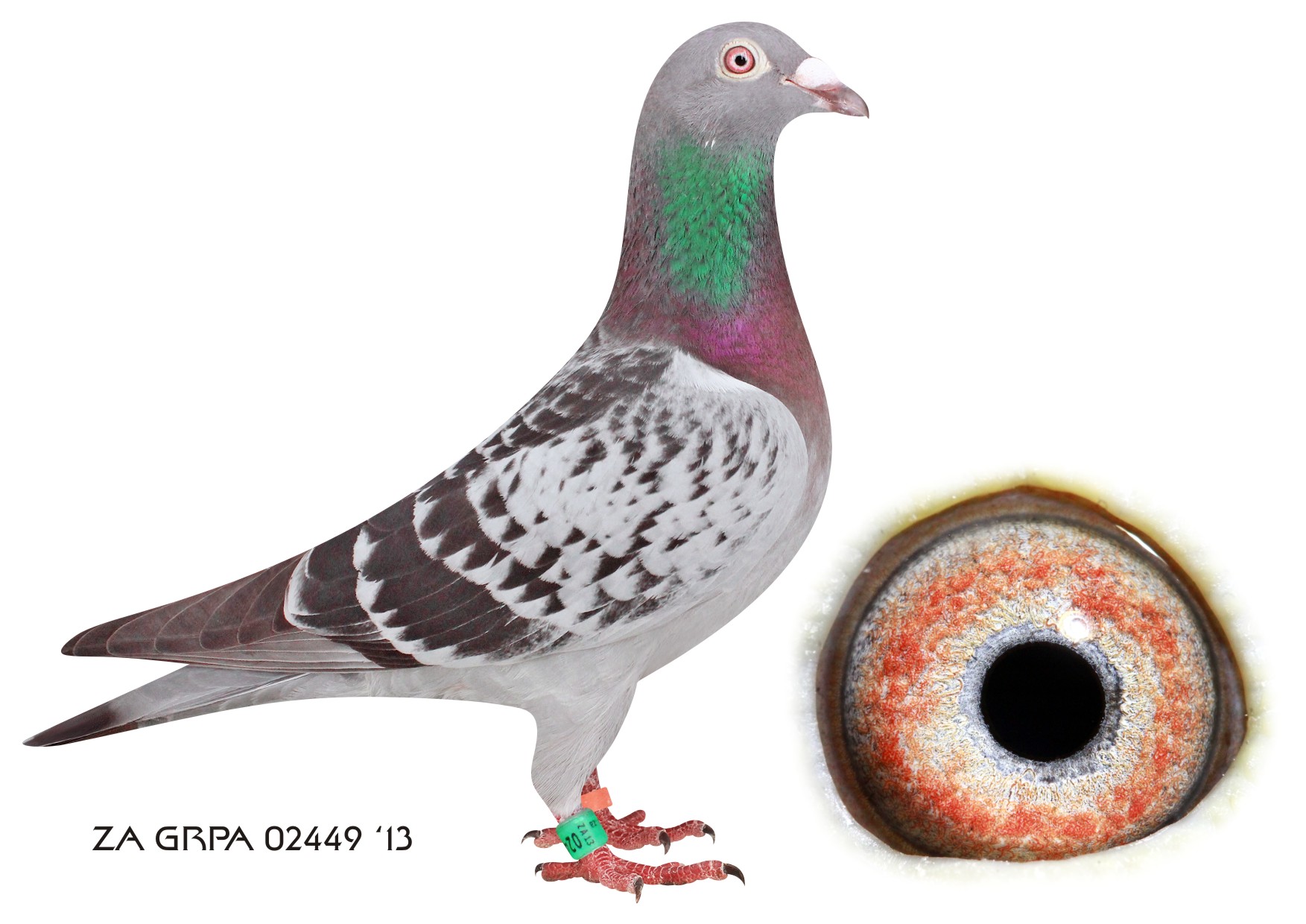 LOT 2 – JANSEN BROTHERS – ZA GRPA 02449 13 – BC Hen – Orginal Imported ...