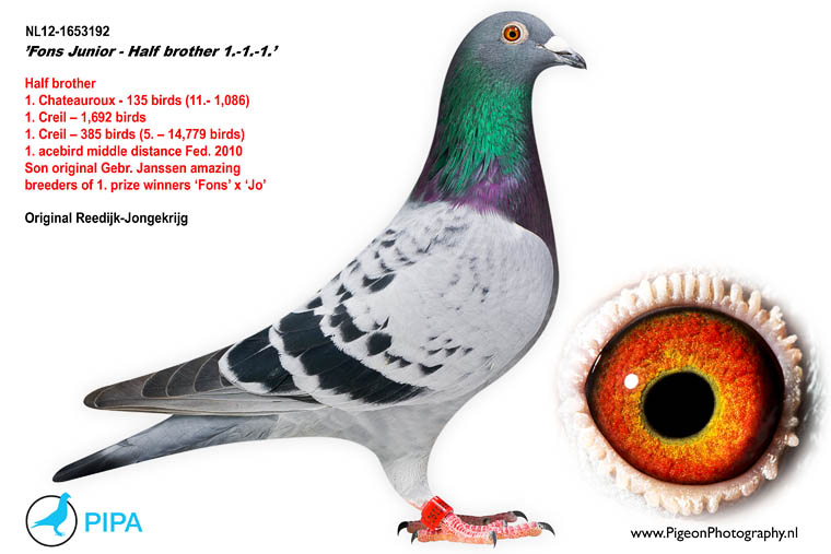 LOT 7 – JANSEN BROTHERS – NL 12 1653192 – BC Cock – Sire of Best short ...