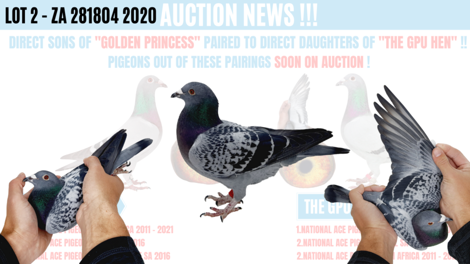 LOT 10 FERDIE COETZER – ZA 23 CRU 194 BBPD – The perfect one . ZA 23 CRU 194 conforms to all the ...