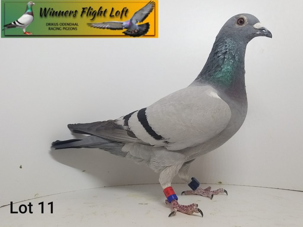 LOT 11 – WINNERS FLIGHT LOFT – FOETIE BEYERS – 1064 ZA NB 20 BB HEN – 1st ACE BIRD – Final Race ...