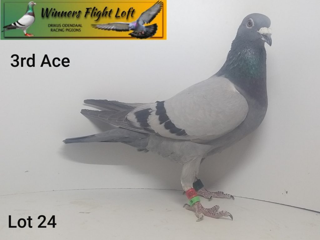 LOT 24 – WINNERS FLIGHT LOFT – CLUB: WIAN JOUBERT – 12939 ZA SLIM 20 BB ...