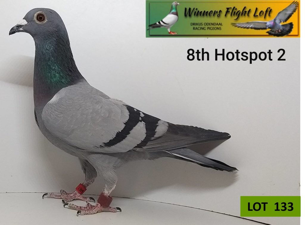 LOT 133 – WINNERS FLIGHT LOFT AUCTION 4 – KALAHARI LOOTS & ROBERT SCOTT ...