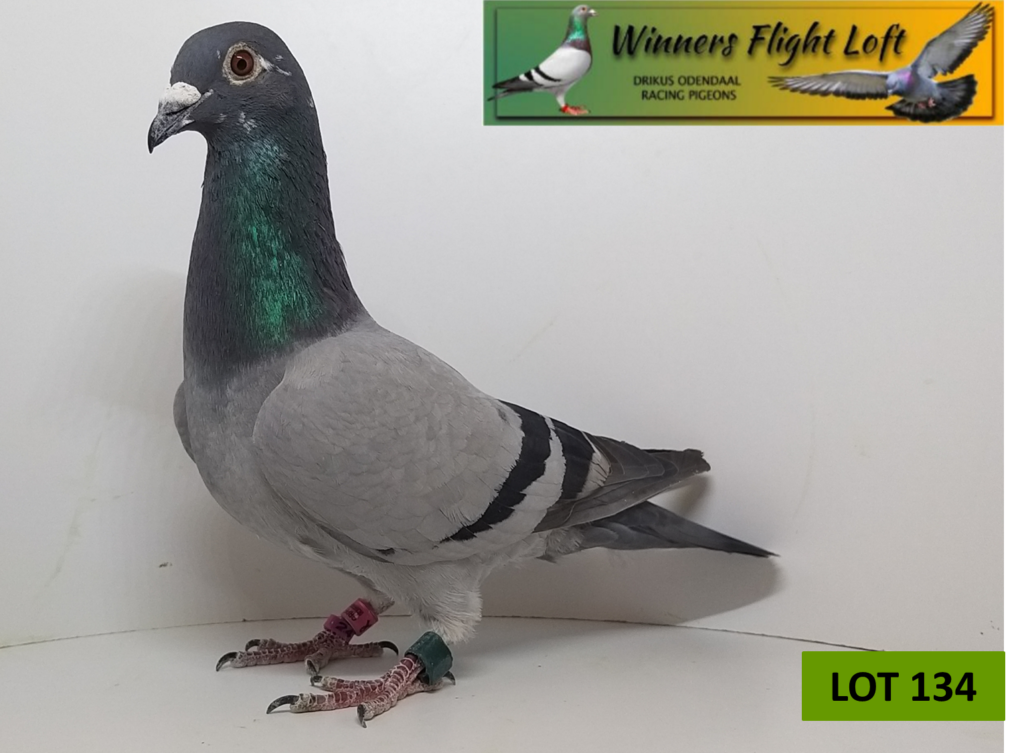 LOT 134 – WINNERS FLIGHT LOFT AUCTION 4 – KALAHARI LOOTS & ROBERT SCOTT ...