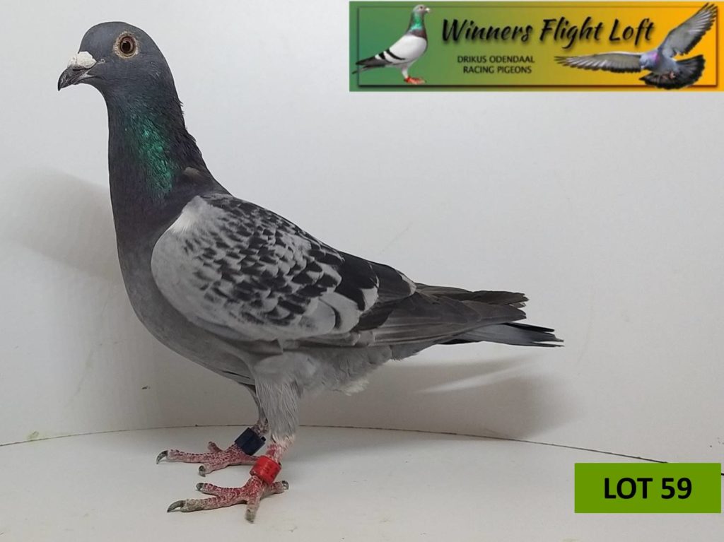 LOT 59- WINNERS FLIGHT LOFT AUCTION 3 – VICTORIAN LOFTS – 293646 ZA 20 BC HEN SIRE: 100% Janssen ...