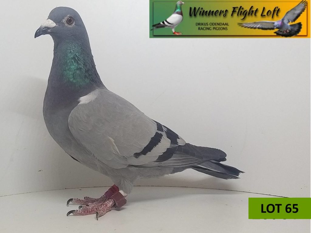 LOT 65 – WINNERS FLIGHT LOFT AUCTION 3 – CORRIE EN MARINA PRETORIUS ...