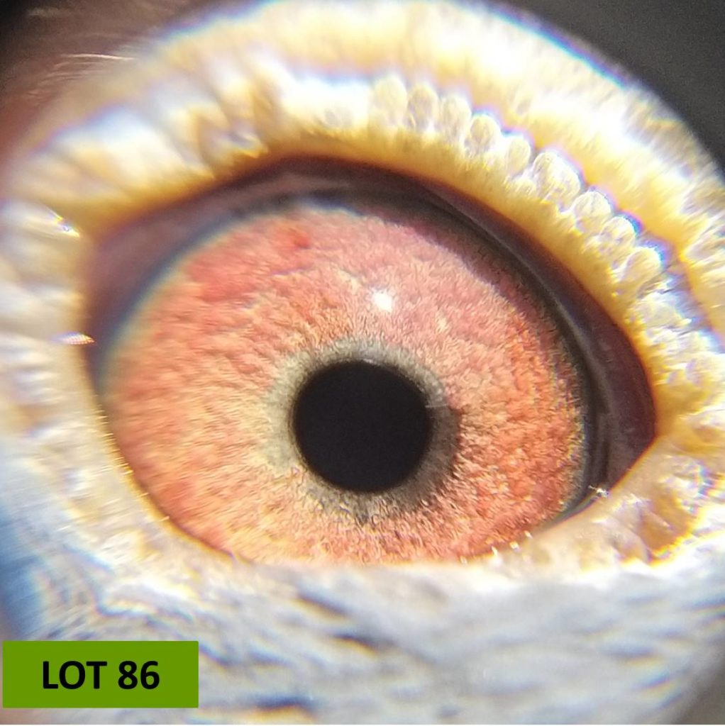 LOT 86 – WINNERS FLIGHT LOFT AUCTION 3 – CLUB: WIAN JOUBERT – 12965 ZA ...