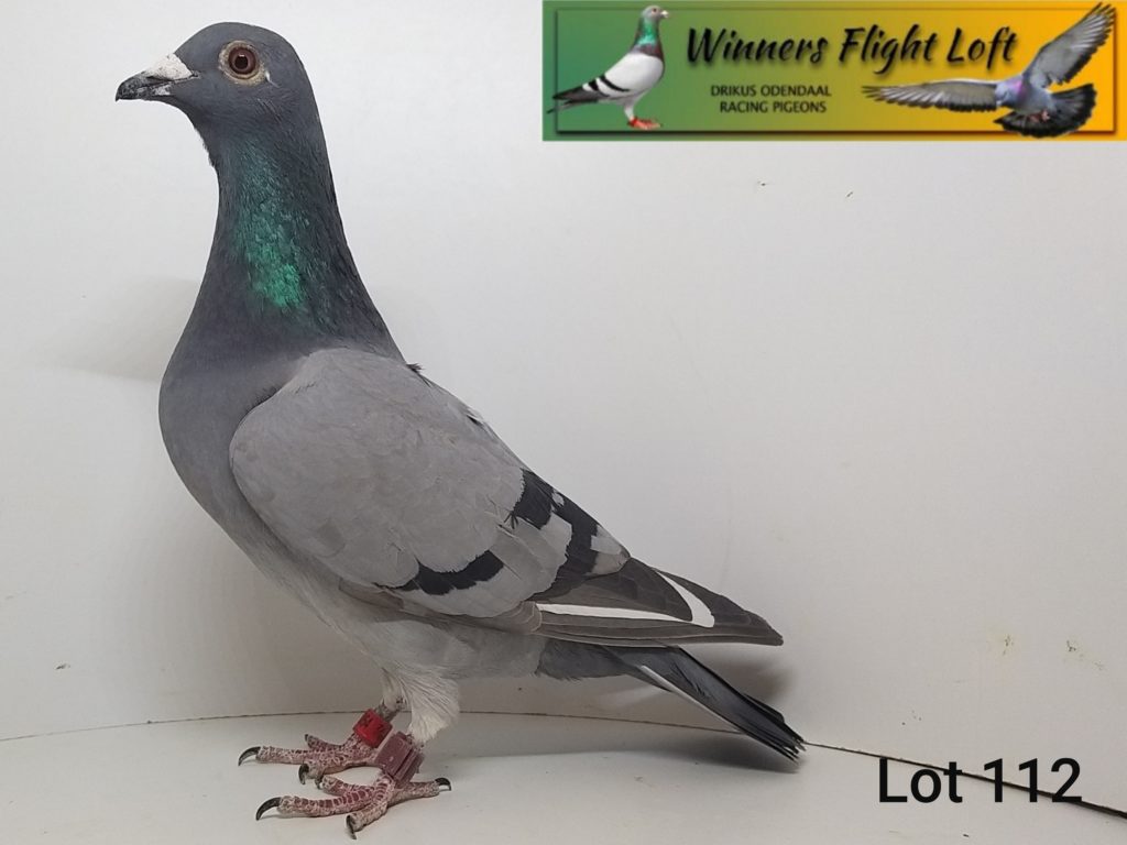 LOT 112 – WINNERS FLIGHT LOFT AUCTION 4 – DANIE STEYN – 243054 ZA 20 ...