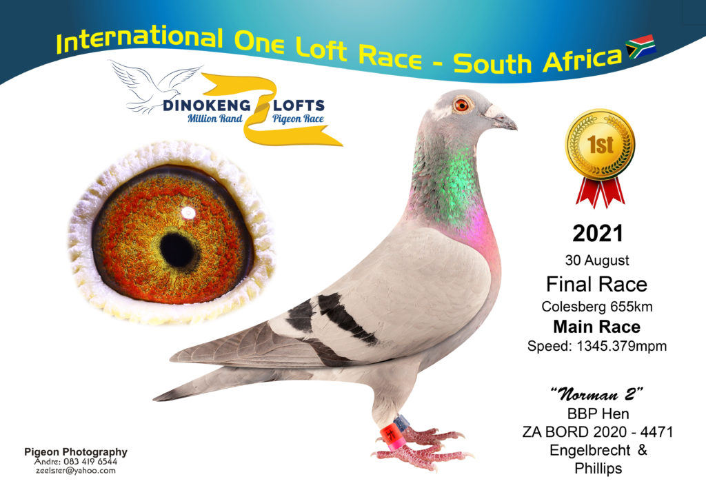 LOT 1 ENGELBRECHT and PHILLIPS ZA BORD 4471 20 “NORMAN 2” HEN – DINOKENG MAIN RACE WINNER – 7th ...