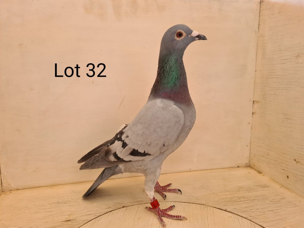 LOT 32 Prada’s Pride W0348 ZA 20 311730 H – STRAIN: CHIPO – TWILIGHT ...