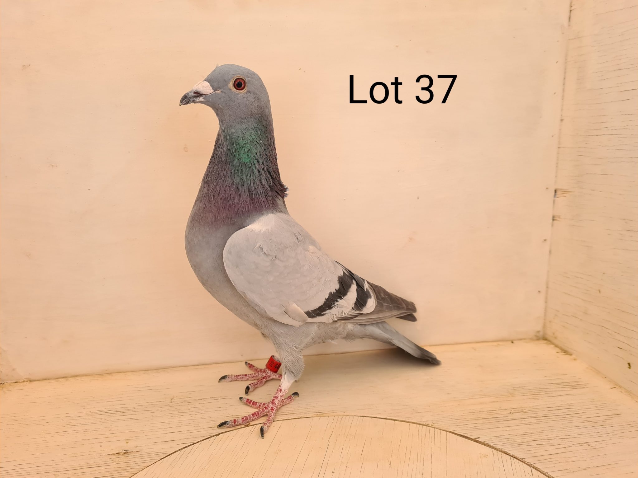 LOT 37 Dieplaagte/Sterkfontein Loft W0323 GRPF 20 2447 H – CARNIVAL 2 WINTER LOFT 2021 – SIRE ...