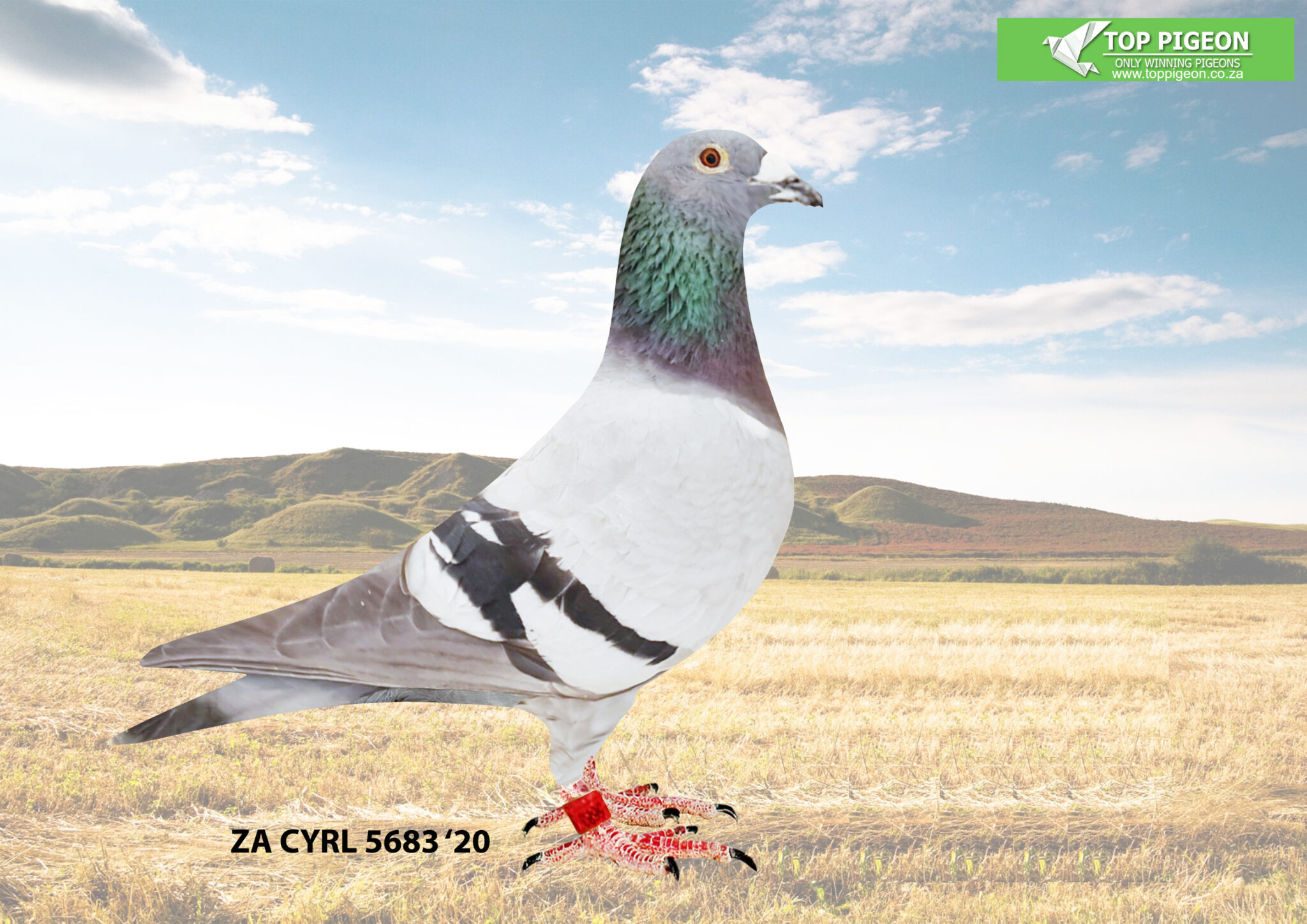 .LOT 2 Budget Auction W0162 CYRL 20 5683 Hen – Sire : 1340 – Tom Lock ...