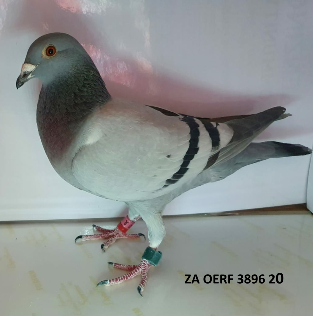 .BRAKPAN LOT 2 ZA OERF 3896 20 HEN – ANDRE & JUAN ANDRE REYNDERS