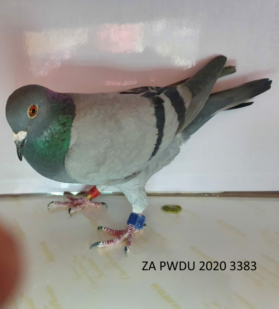 . VREDE LOT 7 ZA PWDU 2020 3383 HEN – DE BEER’S DUIWE WILLEM