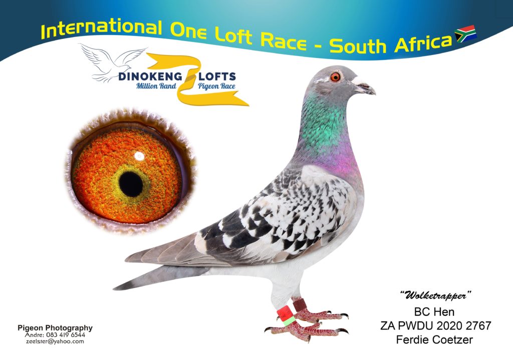 LOT 17 DINOKENG LOFTS CRUSADERS ZA PWDU 2767 20 – FERDIE COETZER – “WOLKETRAPPER” 1st Place ...