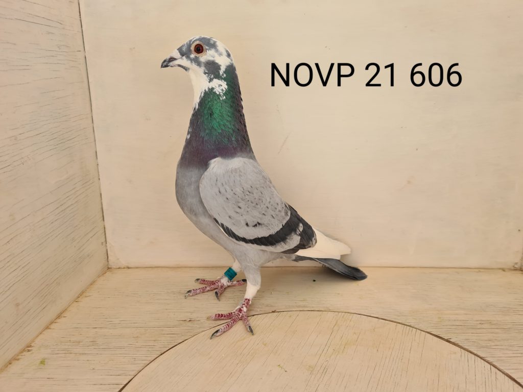 .LOT 1 Aces Racing Pigeons C W0578 NOVP 21 606 HEN – ALLFLITE WINTER 2021 58TH RACE 1 81ST RACE ...