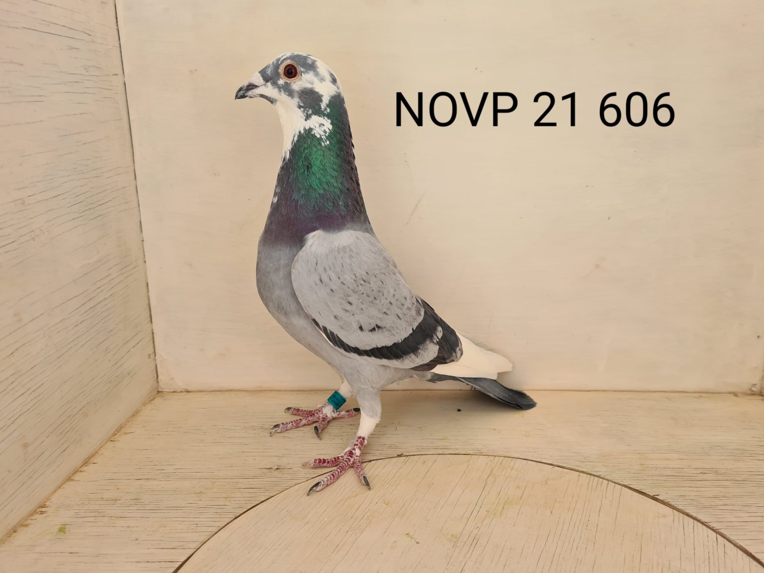 .LOT 1 Aces Racing Pigeons C W0578 NOVP 21 606 HEN – ALLFLITE WINTER 2021 58TH RACE 1 81ST RACE ...