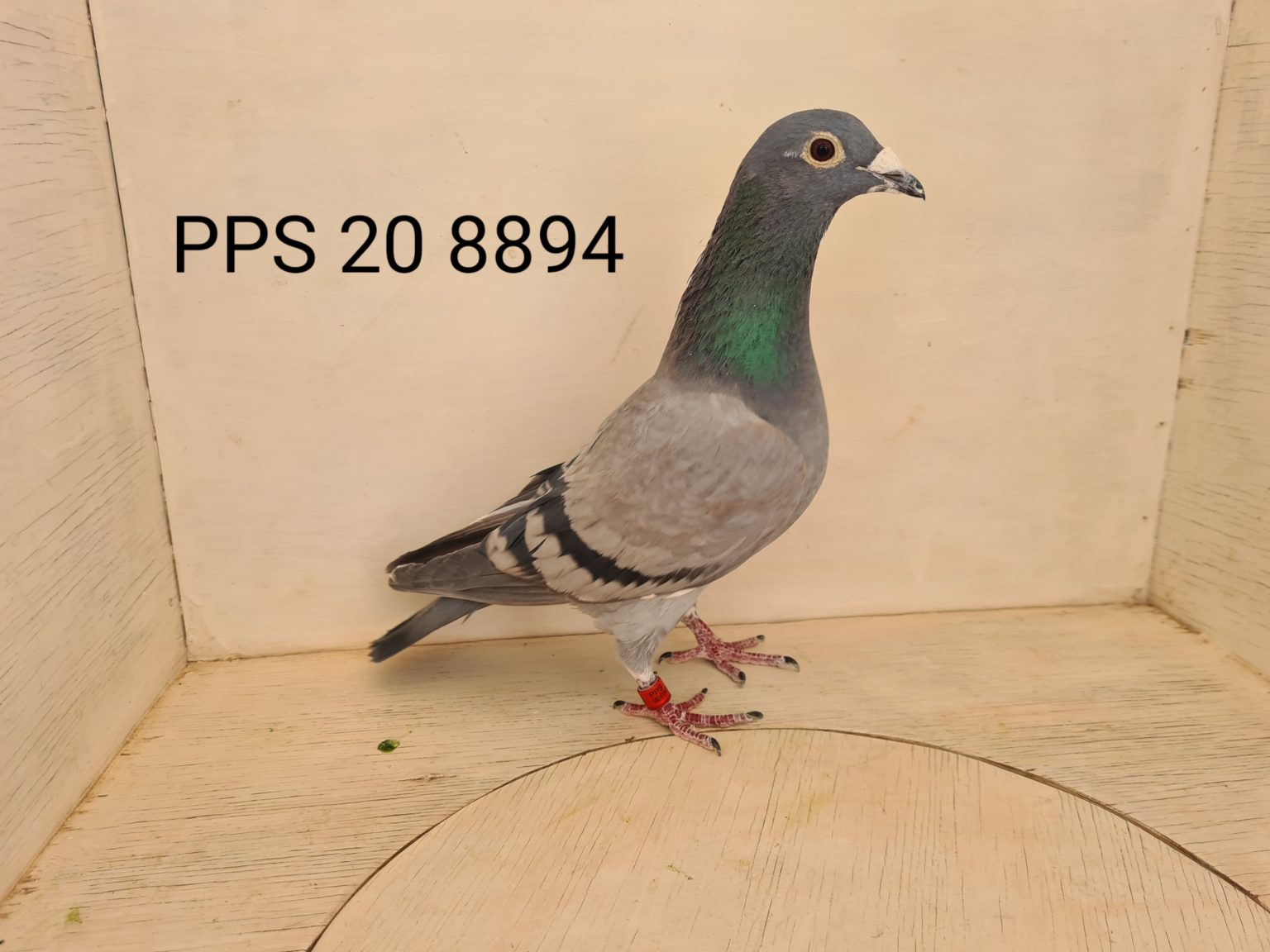 LOT 27 Pietersen Family Loft C W0385 PPS 20 8894 – “MOTHER IS THE ...