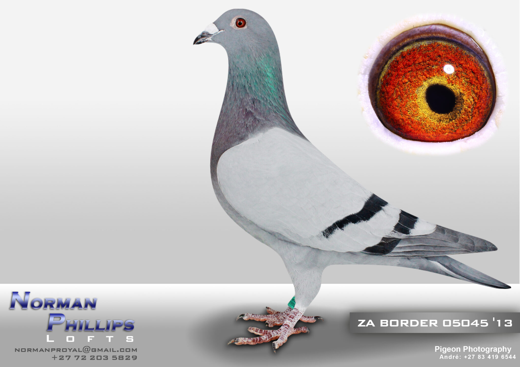 .LOT 1 Norman Phillips Auction – ZA BORDER 05045 13 COCK – G.Son ...