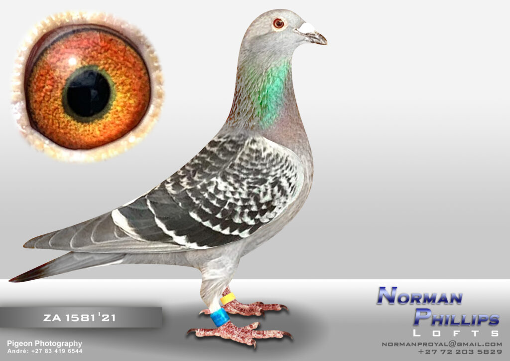 LOT 11 Norman Phillips Auction 1581 ZA 21 HEN – Bred for Stock Best of Veenstra x Hebbrecht ...