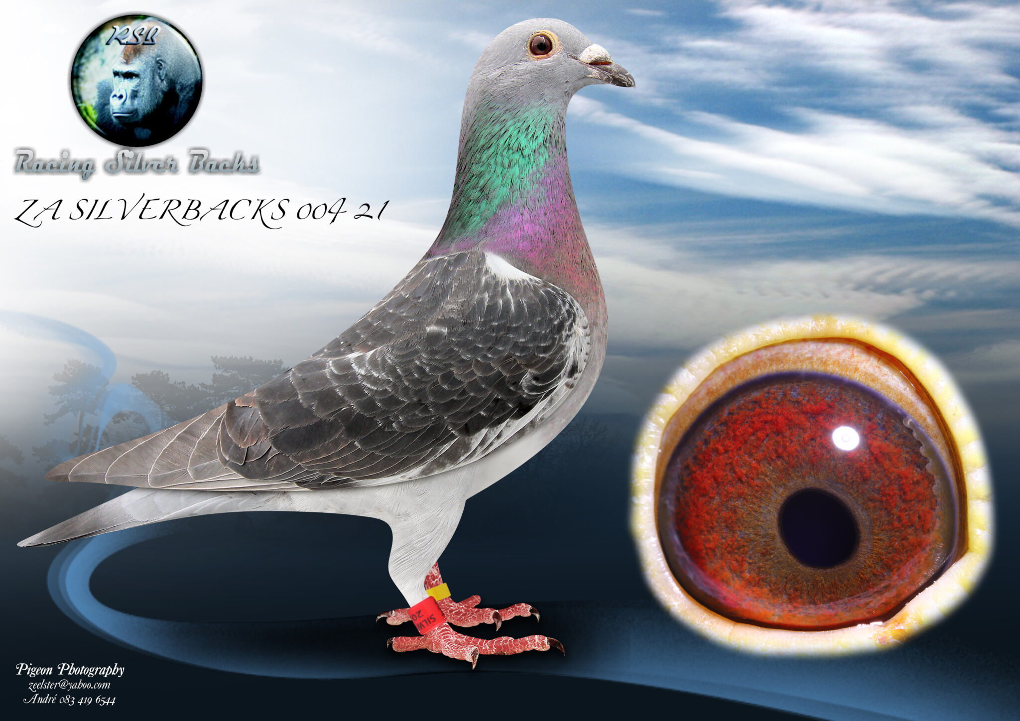 .Lot 1-ZA SILVERBACKS 004 21-Silverback 21 004 H Queen of Pearls, This ...