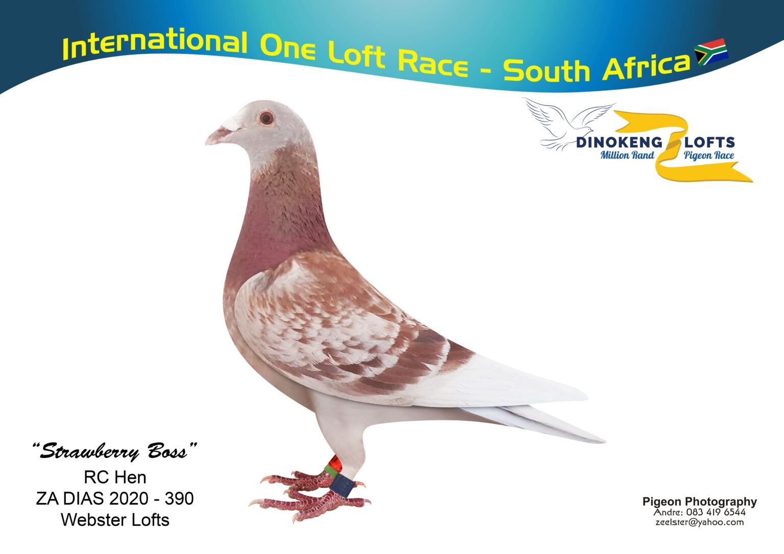 Lot 1 Webster Lofts ZA DIAS 2020 390-RC HEN-“Strawberry Boss” Participated at Dinokeng Lofts and ...