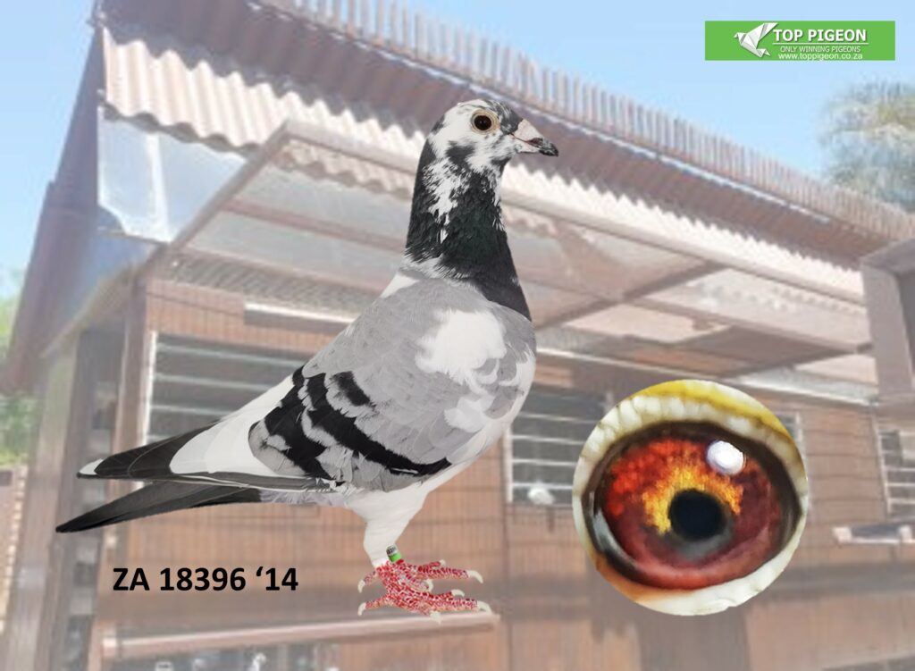 .LOT 3-De Beers-ZA14 18396–“Arrogant”-HEN-Spritzy X-staf van Reet-SIRE ...