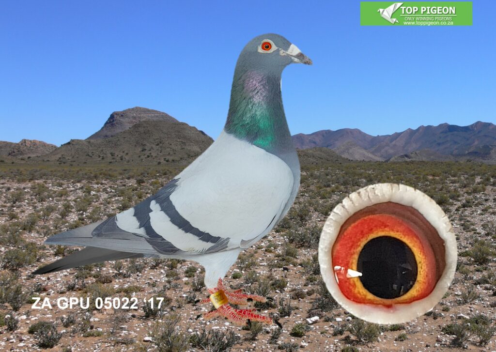 .LOT 7 Billy Kitchenbrand BLUE BAR COCK GPU 17 5022 TOP BREEDER Father is son of the famous ...