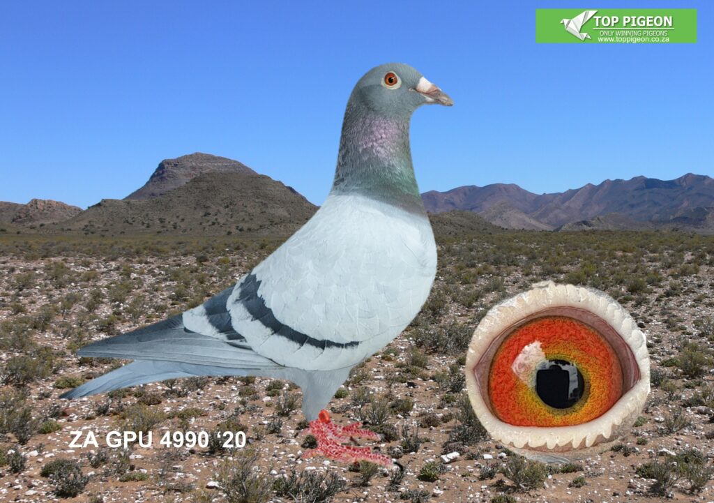 .LOT 3 Billy Kitchenbrand BLUE BAR COCK GPU 2020 4990 Father: Check ...