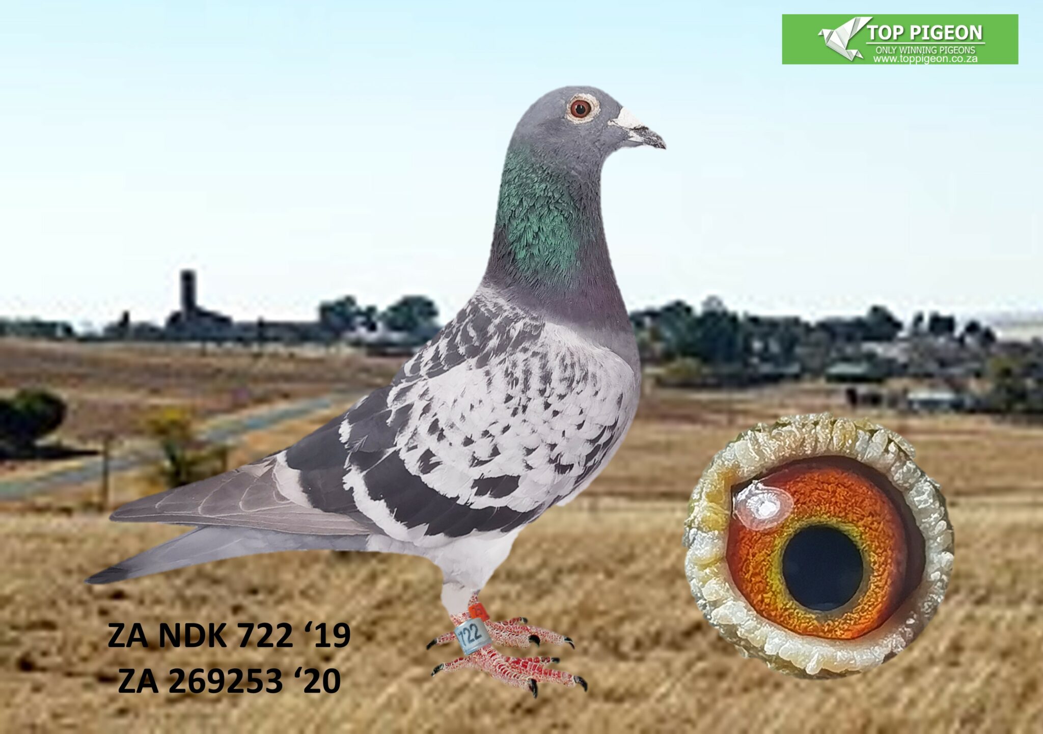 .Lot 2 Budget Auction March ZA 269253 2020- SIRE:Ex SAMDPR pigeon ...