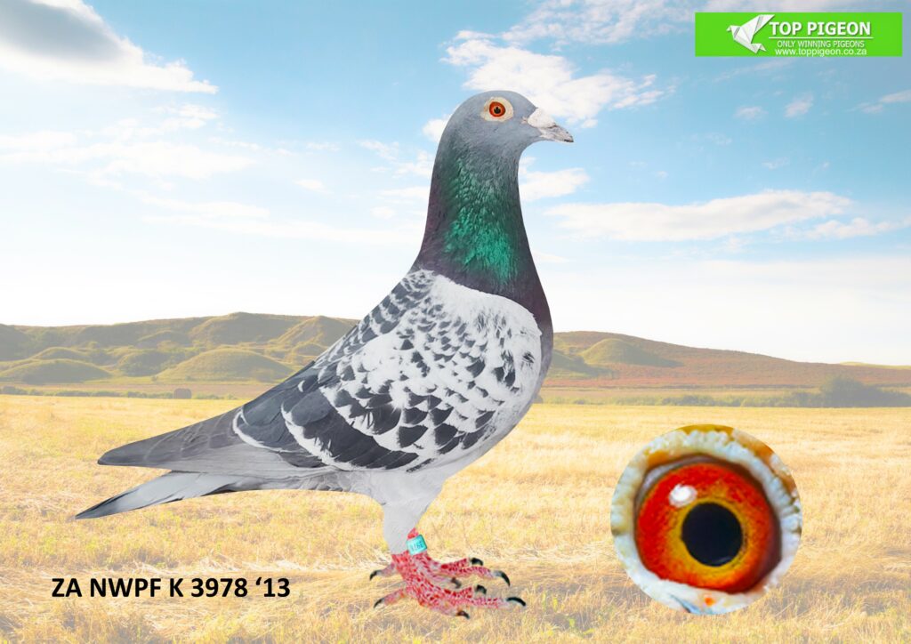 LOT 19 MIKE COETZEE12 NWPFK 3978 SIRE:3819 07 NWPF Jansen/Rocky 2 ...