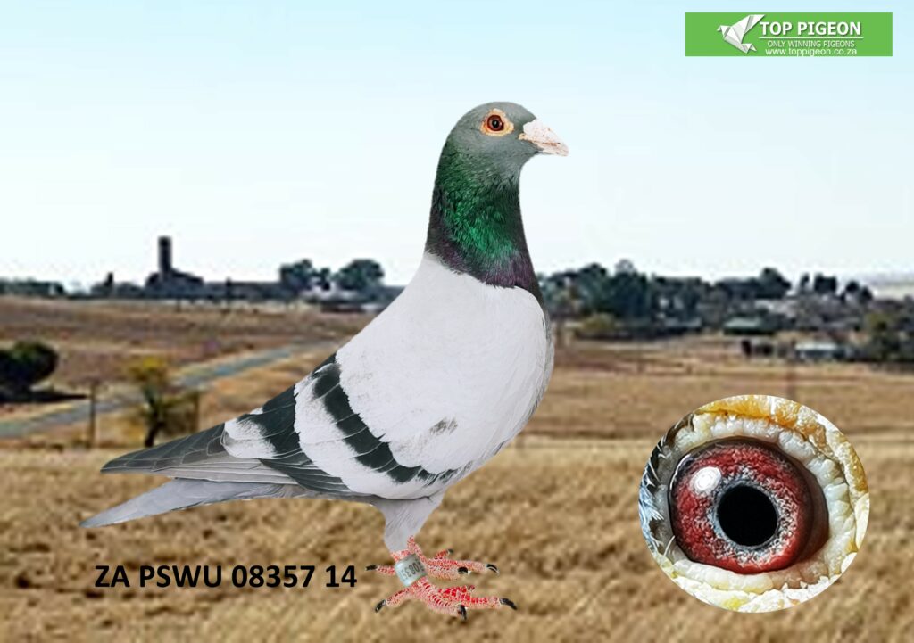 .Lot 4 PSWU 08357- Early December-Houben-BB-COCK SIRE:Houben-Super breeder and foundation cock ...