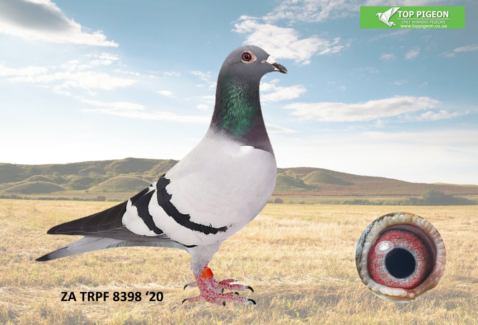 .Lot 8-KITCHENBRAND LOFTS-8398 HEN BB SIRE:24049 “03 Cock”Genetics -Son ...