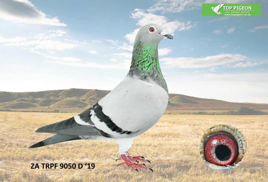 Active Auction-Mark Kitchenbrand 2nd Auction 15 December to 20 December ...