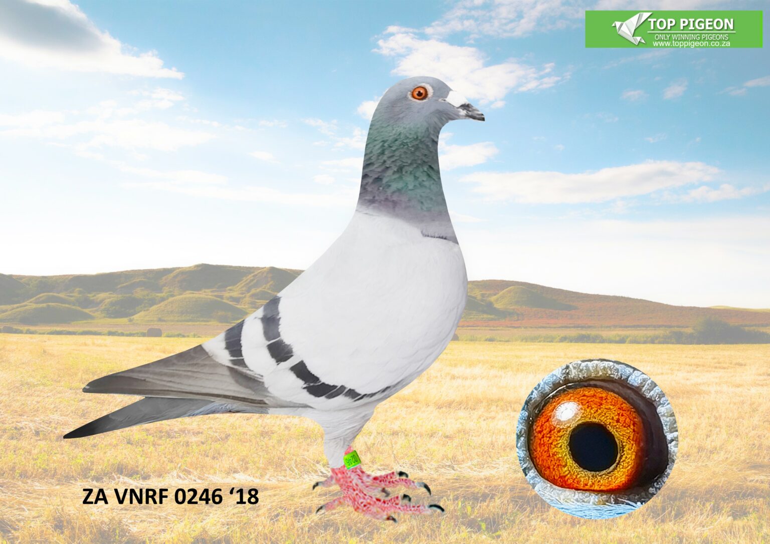 LOT 25 MIKE COETZEE 18 VNRF 246 SIRE:0549 16 Houben/Clausing/Hooyman ...