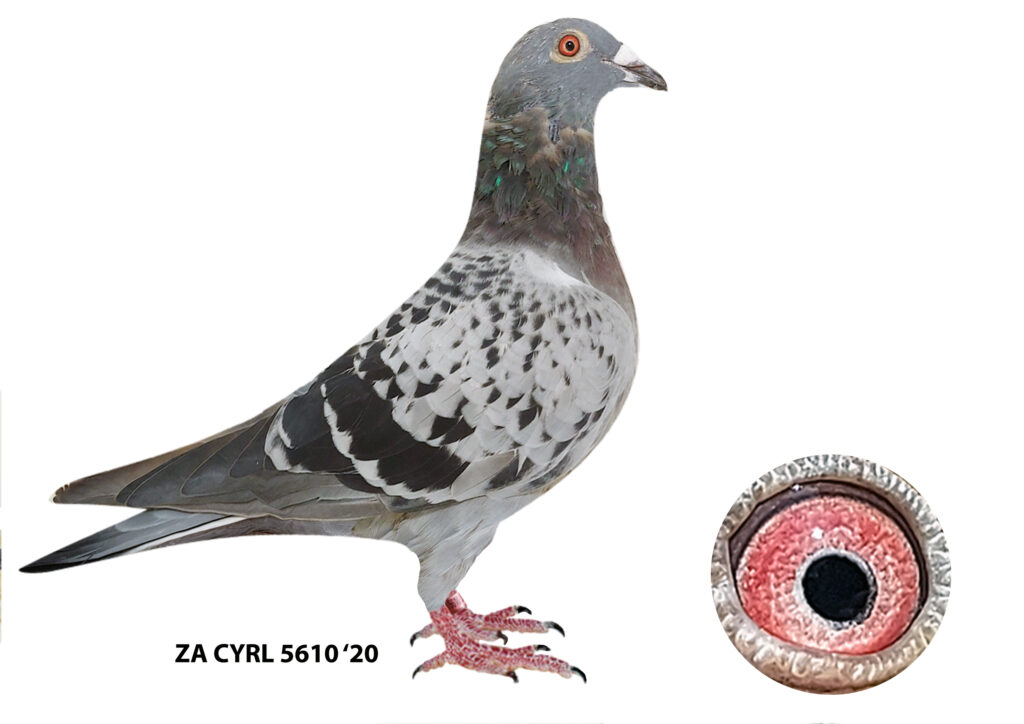 .Lot 3 Beneke Lofts 2 ZA CYRL 5610 20 HEN – 15th Best Young Bird ...