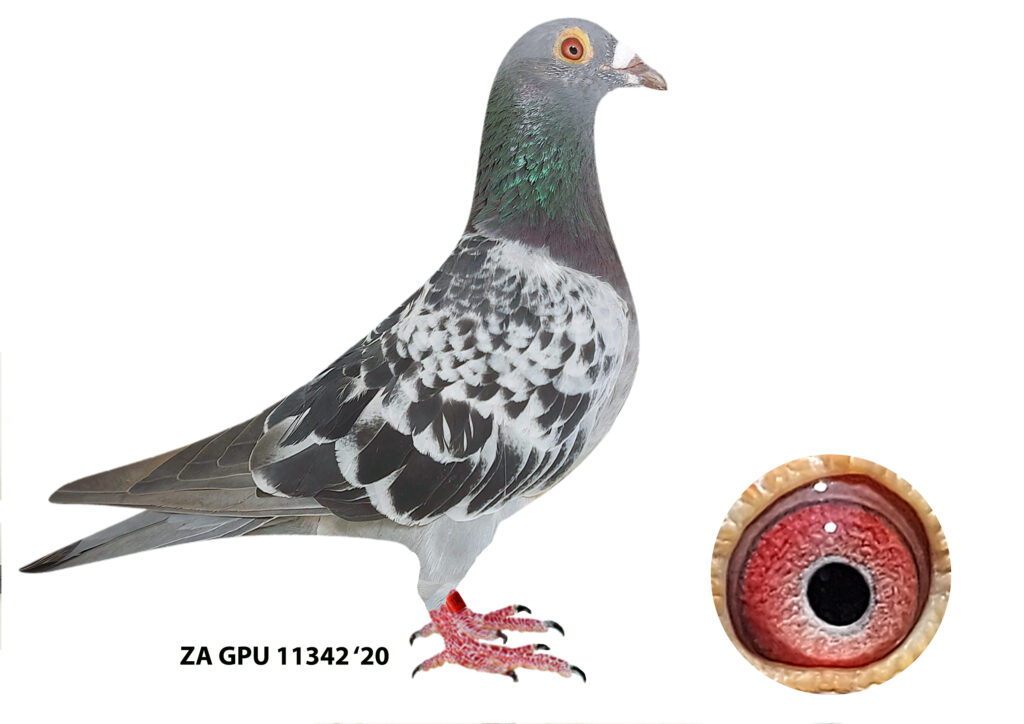 .Lot 1 Beneke Lofts 2 ZA GPU 11342 20 HEN – Sire : ZA 08010-15 ...