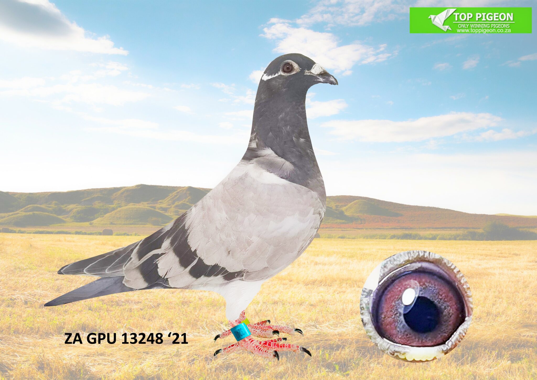 Lot 13 Pieter Bekker 21 GPU 13248 – Turbo Tom THIS BABY IS BRED OUT OF THE SAME LINE AS DU PREEZ ...