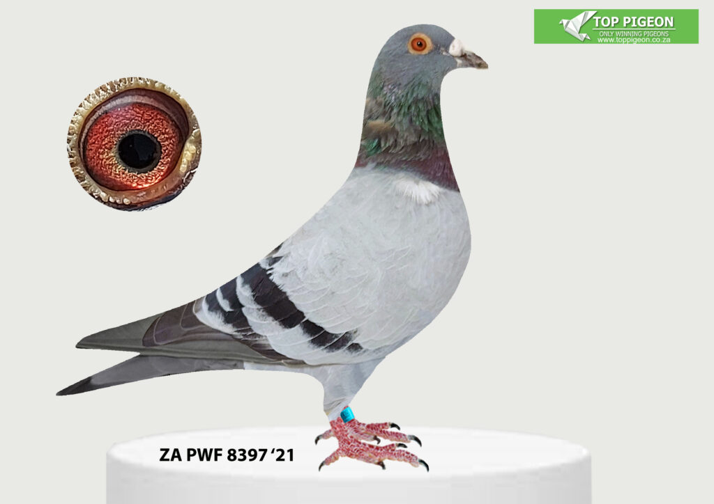 .LOT 9 DANIEL TROSKIE 8397 ZA 21 PWF “SUN CITY’S LEGACY” Sex cannot be ...