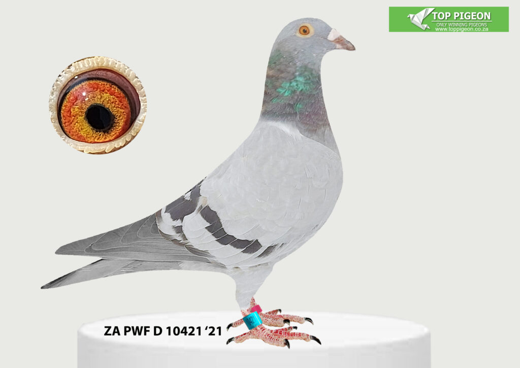 LOT 17 TOP PIGEON MID AUGUST – 10421 ZA 21 PWF D “MOE” – “MOE” linebred ...