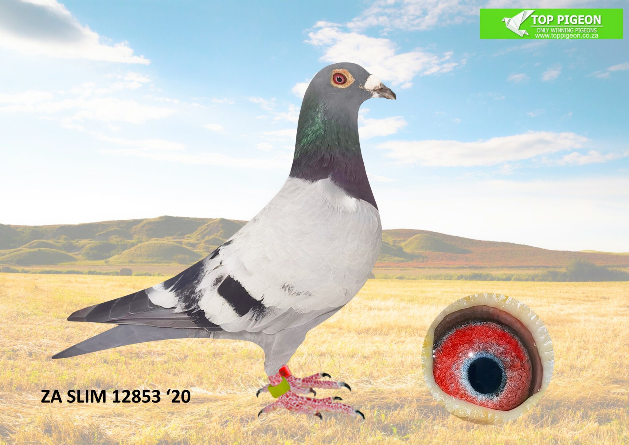 Lot 12 Pieter Bekker 20 SLIM 12853 Cock- Oswald Cross SUPER ONE LOFT ...