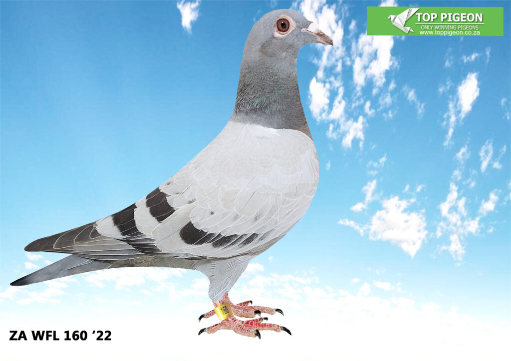 .Lot 8 Drikus Odendaal 160 ZA WFL 22 BB # 100% GUARANTEED PARENTAGE ...