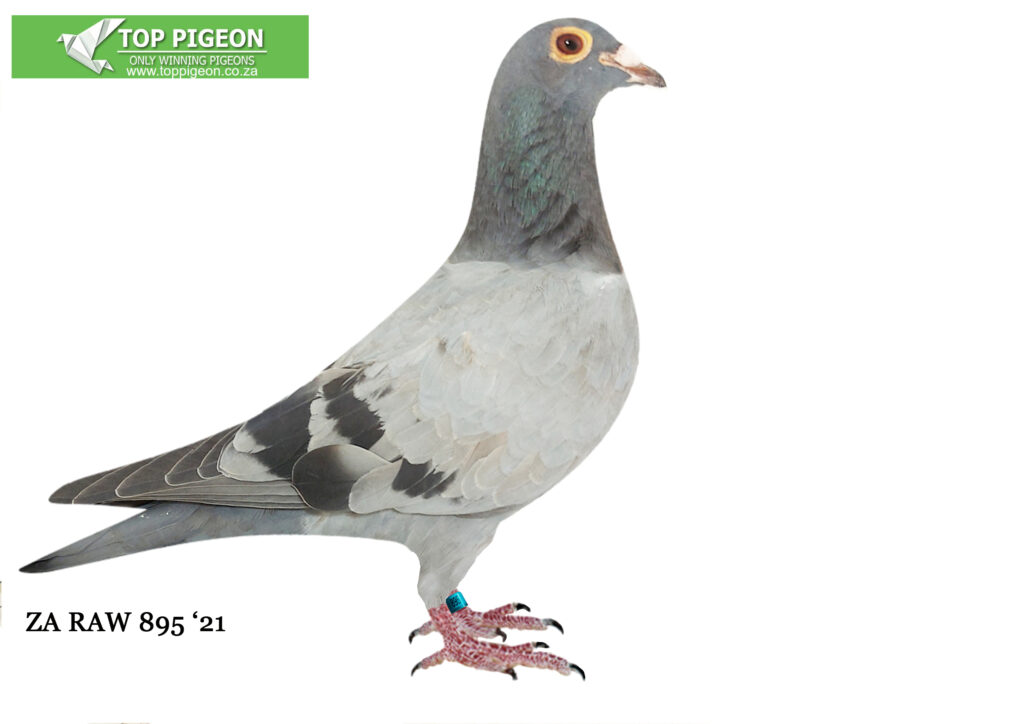 Lot 14 Toppigeon Youngster Auction ZA RAW 895 21 BB – HOOYMANS – GREAT HANDLER – SIRE : NL ...